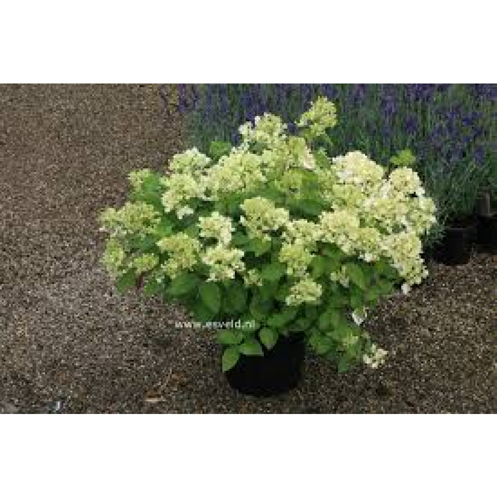 Hydrangea paniculata 'Bombshell' - Hortis